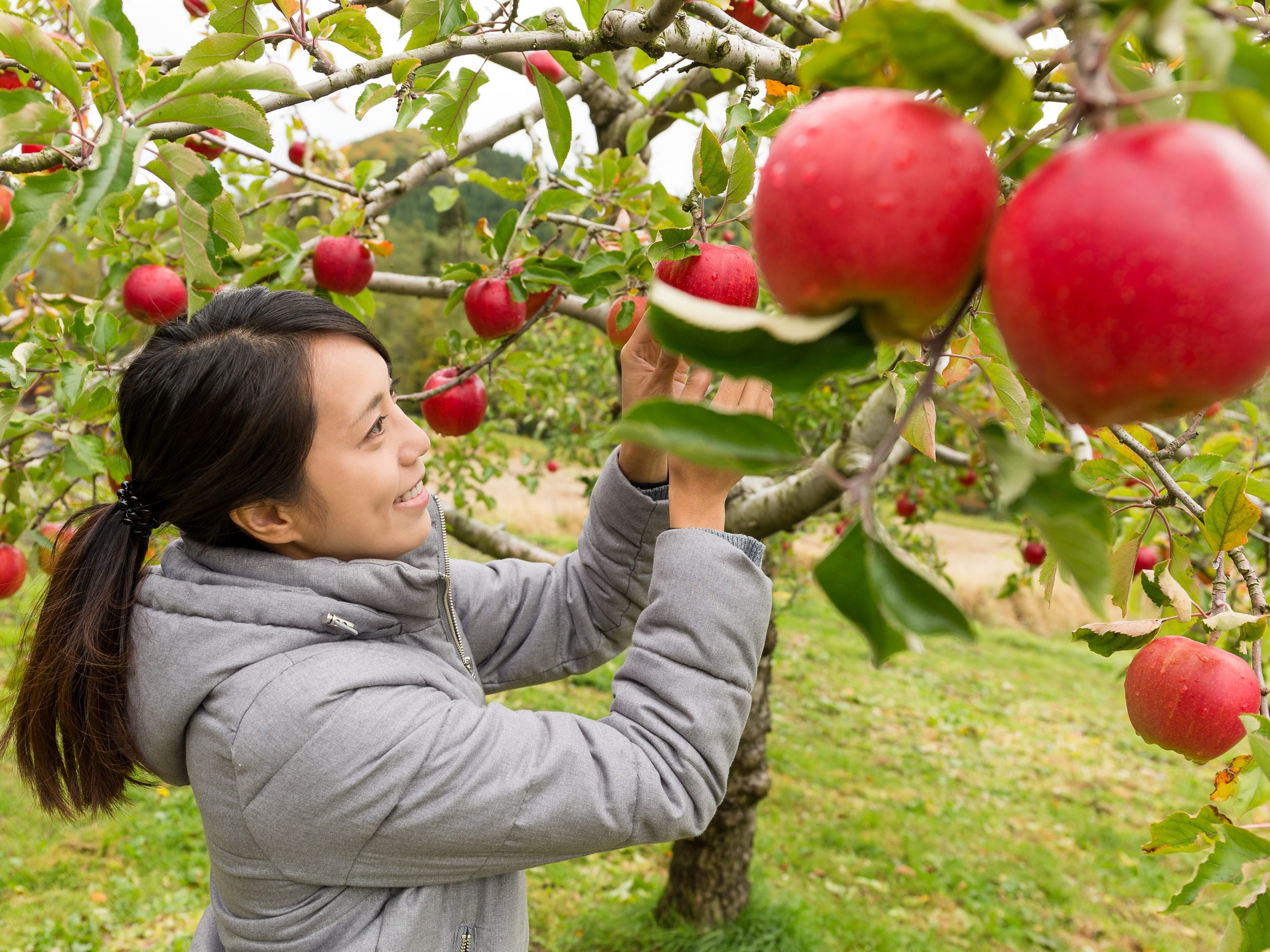 Hike and Apple Picking - Adventure Untamed